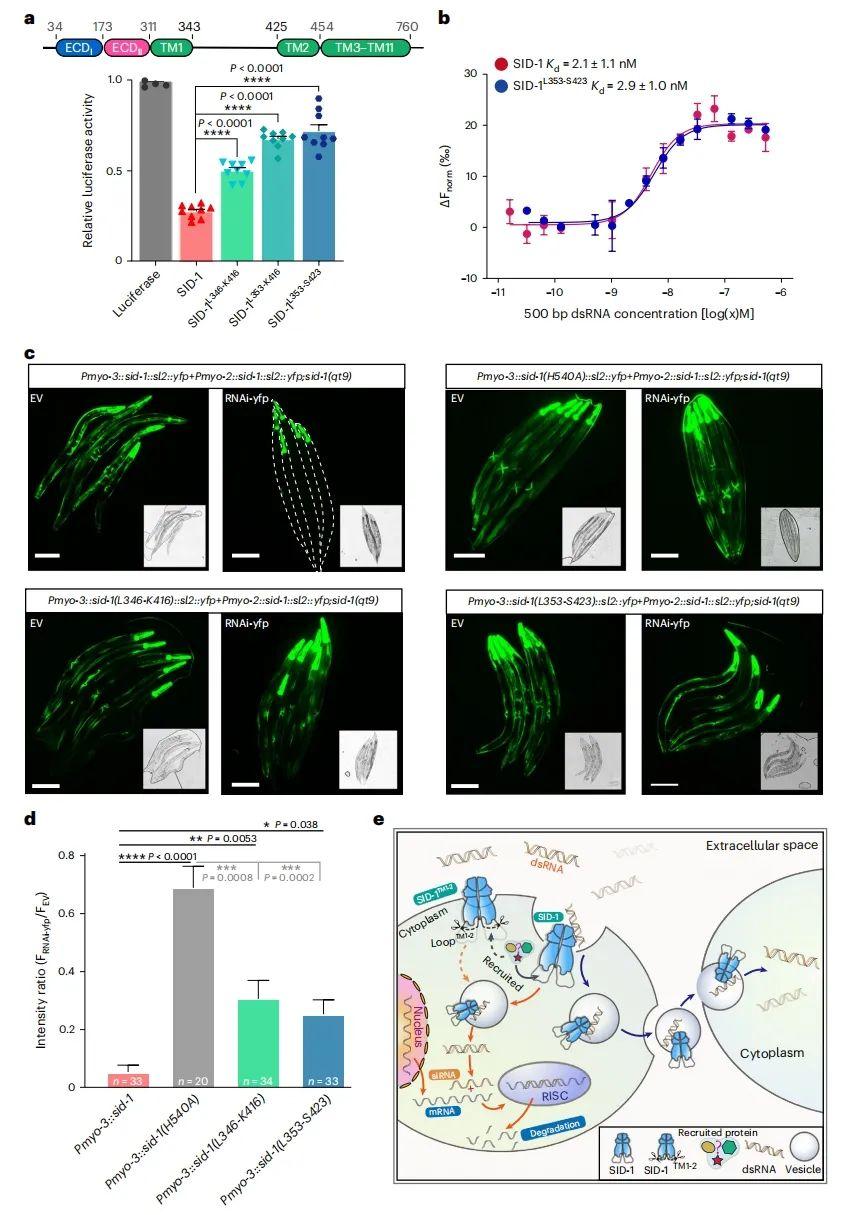 每日科研进展 l 2024.04.29 l SID-1对双链RNA识别和转运的结构研究 - 知乎