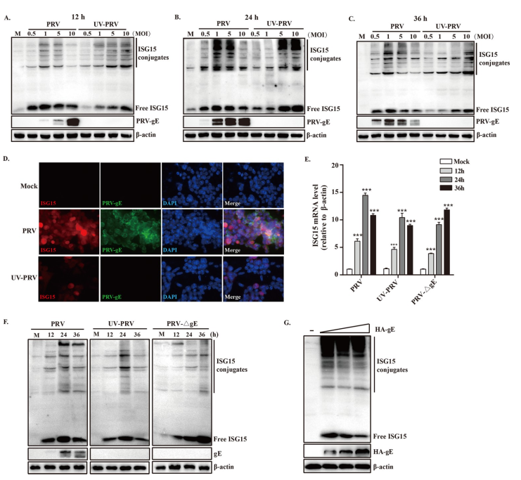 Plos Pathogens︱河南农业大学刘慧敏/陈陆团队揭示游离态ISG15抑制PRV复制的分子机制 - 知乎