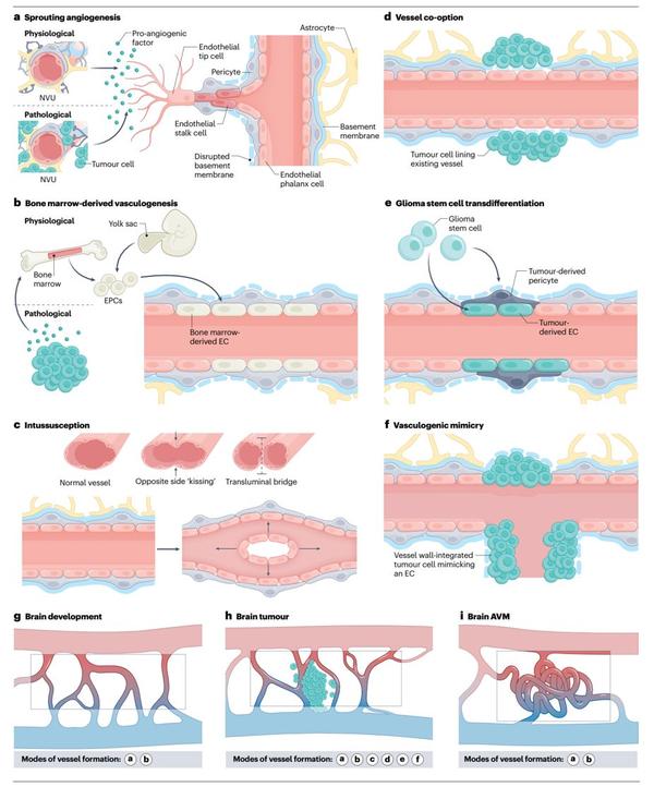 Nat Rev Neurosci重要综述：脑血管系统研究进入单细胞时代 - 知乎
