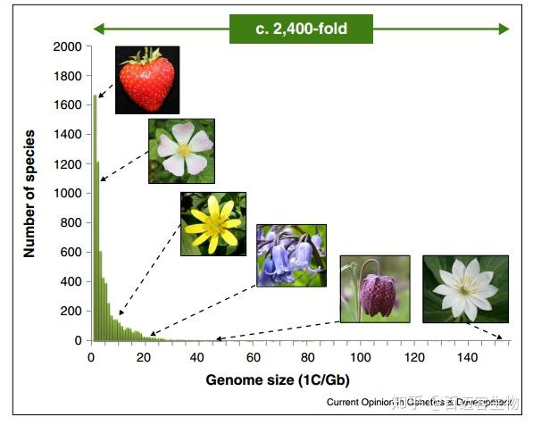 大型基因组(Large Genome Size)研究策略与思路 - 知乎