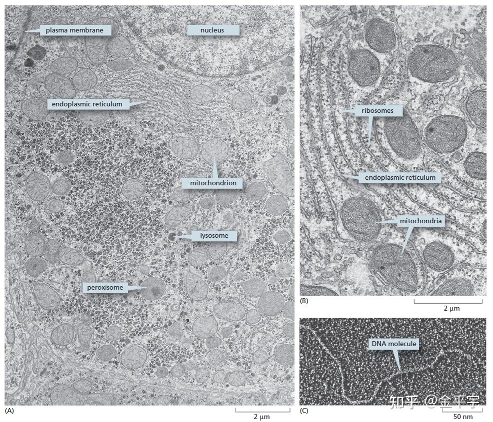 1.2 显微镜下的细胞 - 知乎