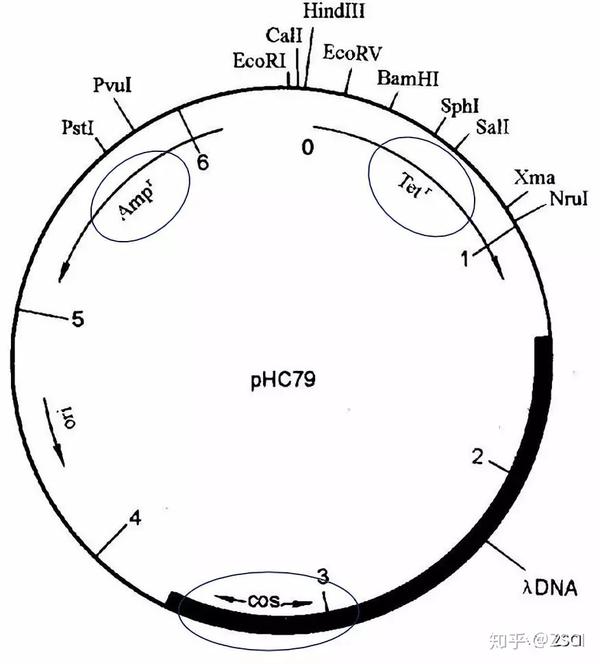 做了5年的载体实验，我把所有相关经验都总结在这篇文章了！ - 知乎