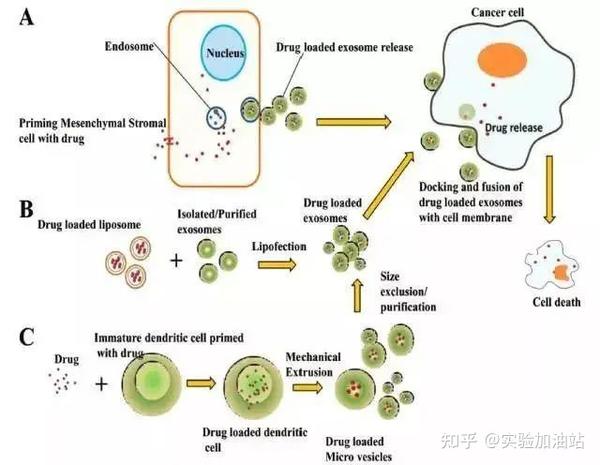 关于外泌体，了解这些就够了！ - 知乎