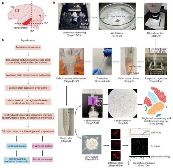 4.27 脑科学日报| Cell Rep：大脑神经元如何应对葡萄糖的短缺？ - 知乎
