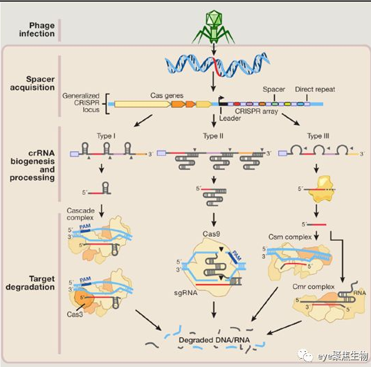 CRISPR介绍-纯干货分享 - 知乎
