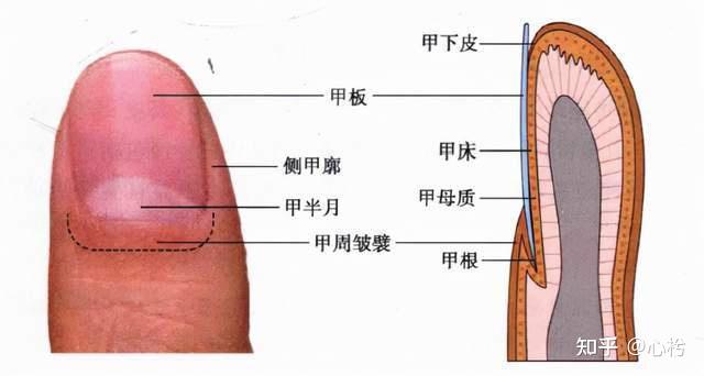 指甲受伤，恢复过程（佛系更新） 知乎