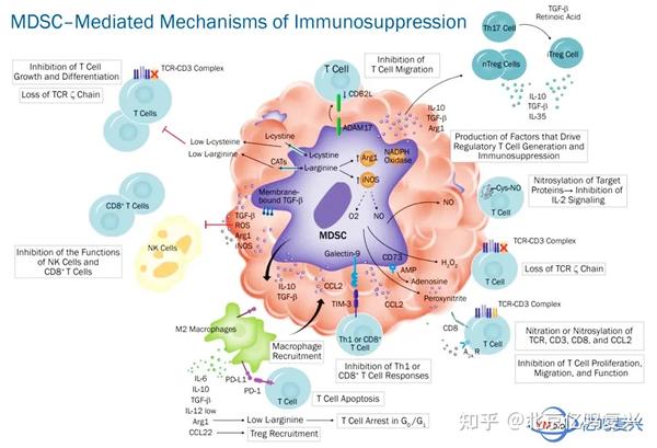 流式法分析免疫系统中的负向调控——髓源性抑制细胞（MDSCs） - 知乎