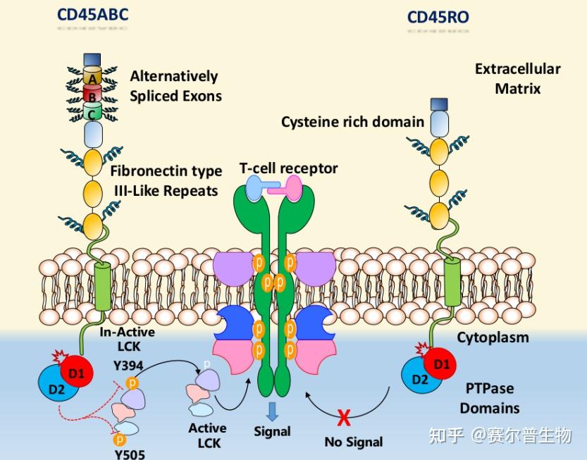 CD45靶点解析：结构、亚型、生物学功能 - 知乎