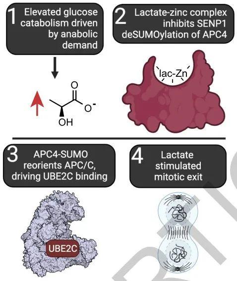 Nature | 乳酸调控关键蛋白SUMO化修饰以控制细胞周期和增殖 - 知乎