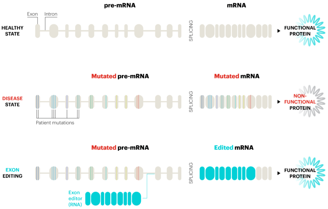 FDA批准首个RNA编辑疗法IND - 知乎