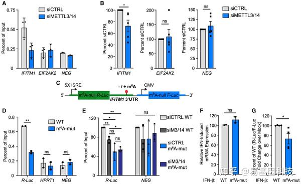 易基因：MeRIP-seq等揭示m6A甲基化修饰对抗病毒基因表达的转录调控机制｜Cell Rep - 知乎