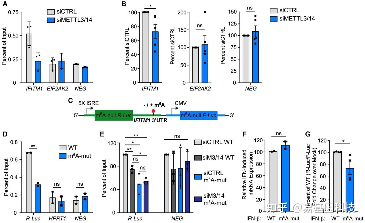 易基因：MeRIP-seq等揭示m6A甲基化修饰对抗病毒基因表达的转录调控机制｜Cell Rep - 知乎