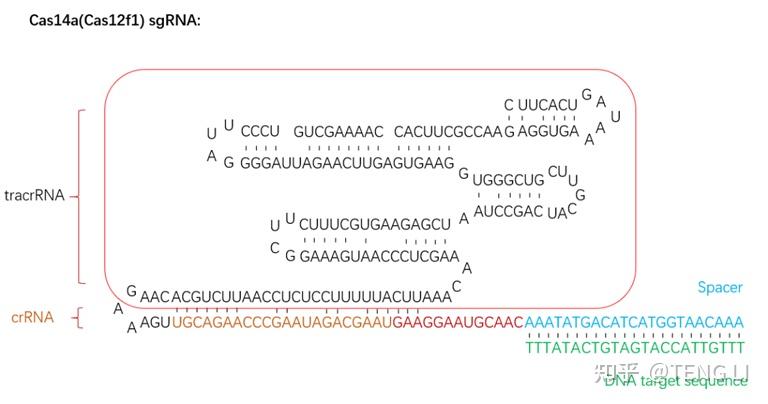 Cas14a(Cas12f1) sgRNA - 知乎