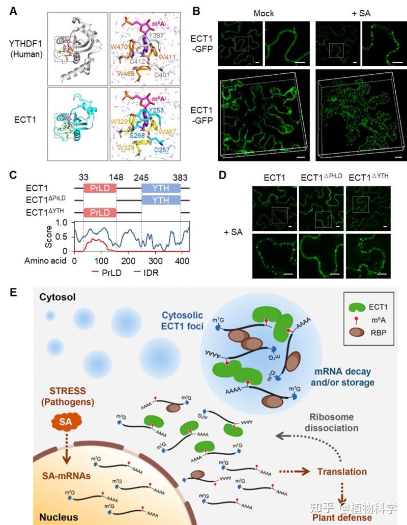 Plant Cell | 中国科学院分子植物科学卓越创新中心发现了m6A表观转录调控在SA介导的植物胁迫响应中的新途径 - 知乎