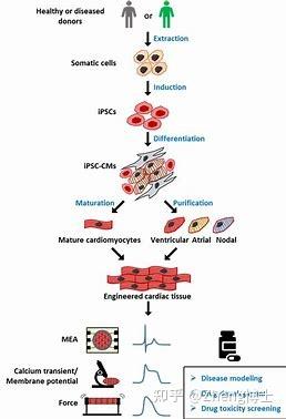 人诱导多功能干细胞hiPSC-衍生的心肌细胞（hiPSC-CMs） - 知乎