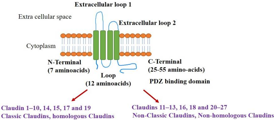进展期胃癌靶向治疗之新星-Claudin 18.2 - 知乎