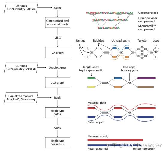 基因组组装之Verkko，实现T2T级别组装（可与hifiasm一较高下） - 知乎