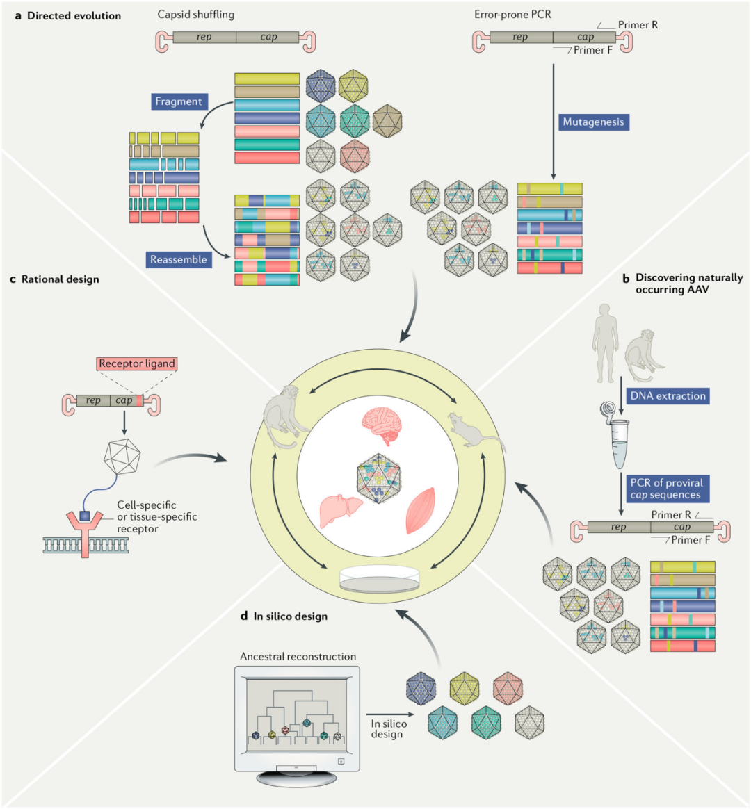 Nat Rev Drug Discov︱高光坪详述基因治疗明星载体腺相关病毒 - 知乎