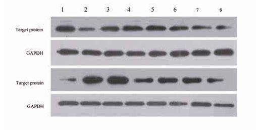 如何用ImageJ进行WB定量？ - 知乎