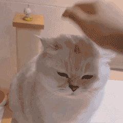 猫猫表情包gif，猫猫表情包可爱 - 知乎