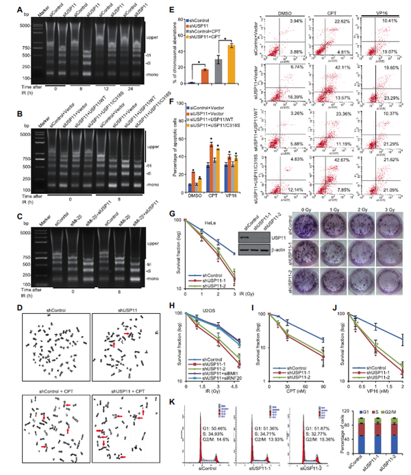 USP11作为组蛋白去泛素化酶在DNA修复过程中的染色质重组中发挥作用 - 知乎