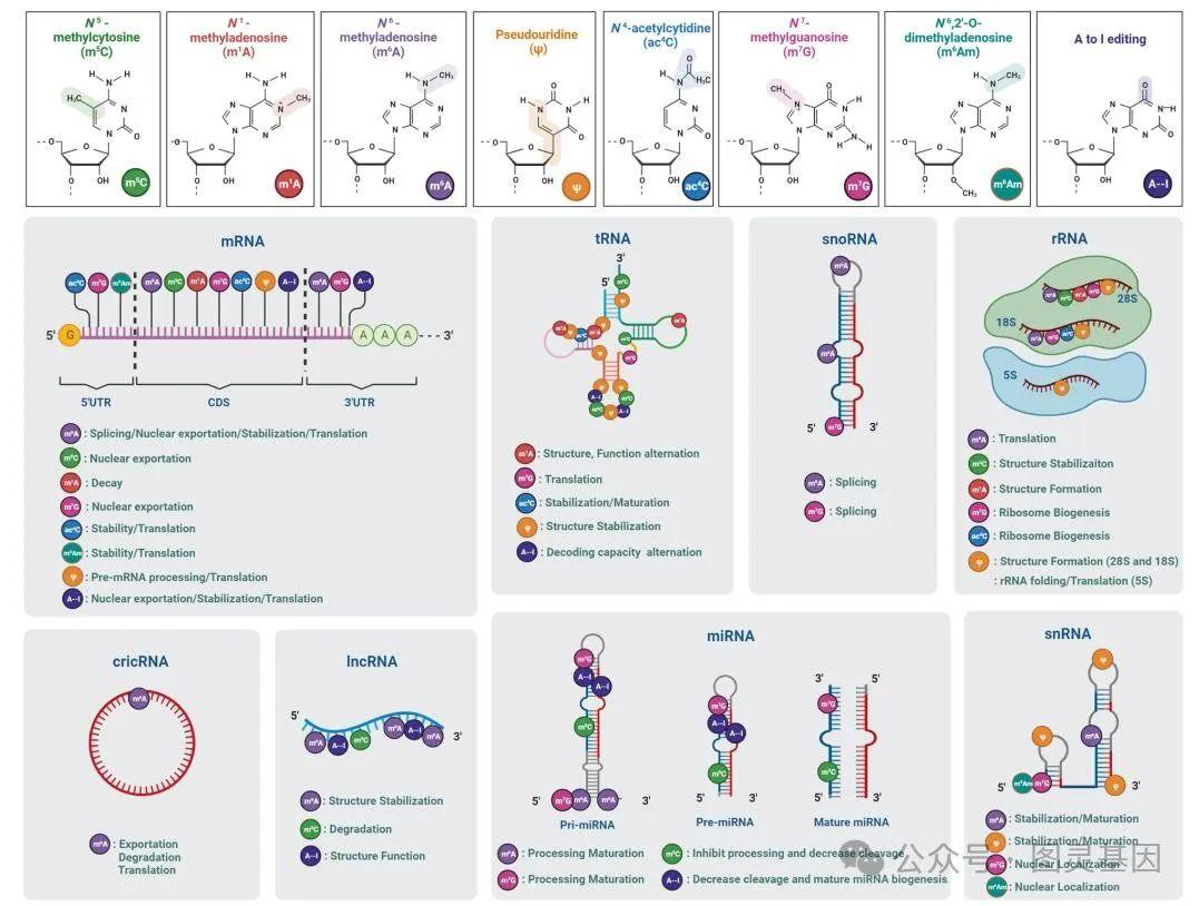 STTT | 中科大王昊：8种RNA修饰的分布，机制与功能 - 知乎