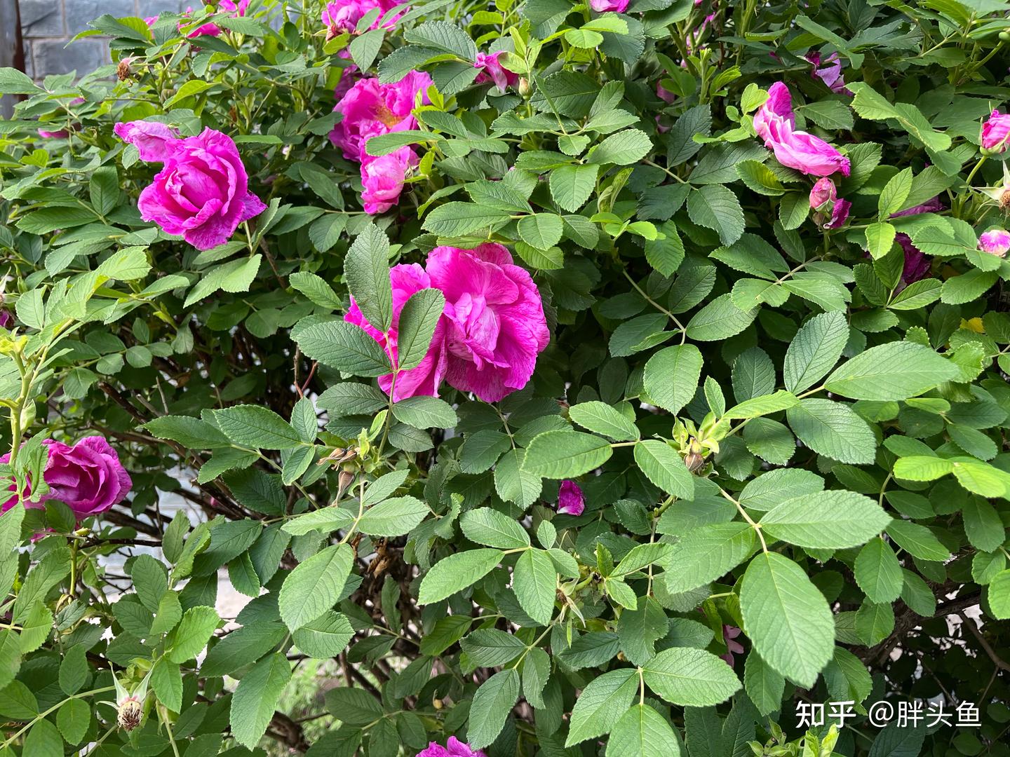 13mini 得使用感受 - 知乎