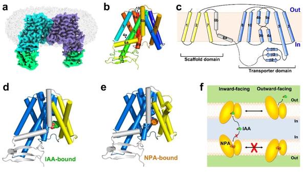 Nature背靠背 | 我国科学家揭示植物生长素运输蛋白PIN的结构和工作机制 - 知乎