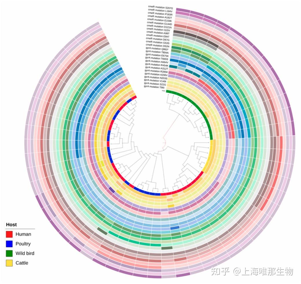 iTOL进化树外周条带个性化调整方法 - 知乎