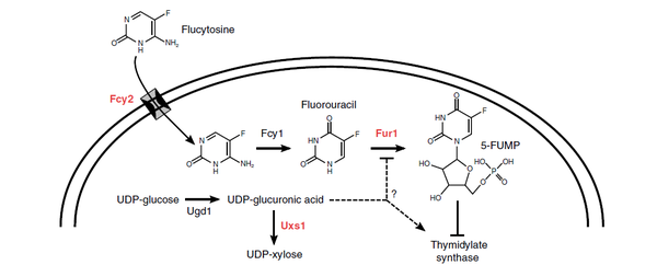 NC：隐球菌错配修复缺失与Uxs1失活为产生5-FC耐药性原因 - 知乎