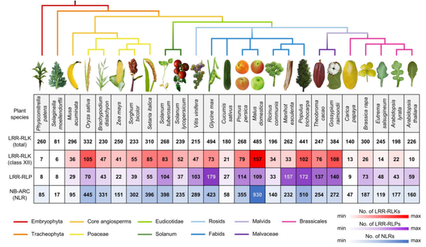 植物免疫系统的“御敌”机制 - 知乎