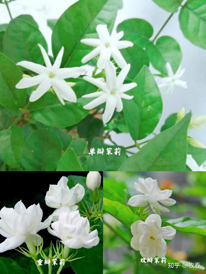 记忆深处的茉莉花香，你想念吗？ - 知乎