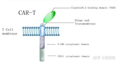 胃癌潜力靶点：Claudin 18.2 - 知乎