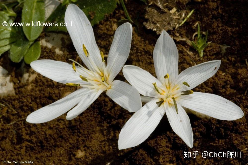 多肉植物全图鉴17：秋水仙科（Colchicaceae），秋水仙属（Colchicum） 原始种A-H - 知乎