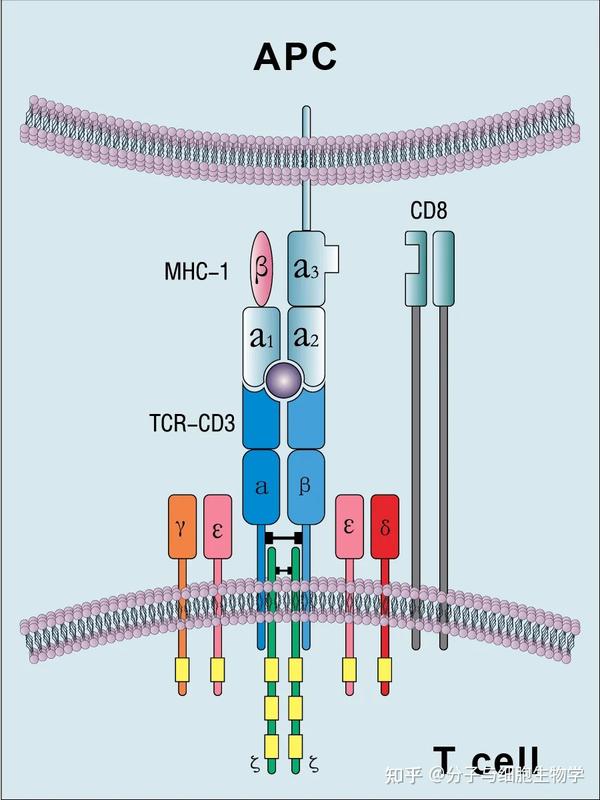【干货】一文读懂MHC分子与APC细胞及T细胞之间的关联