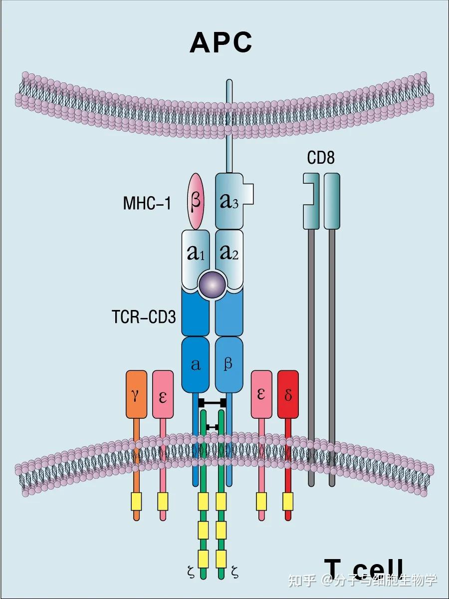 【干货】一文读懂MHC分子与APC细胞及T细胞之间的关联 - 知乎