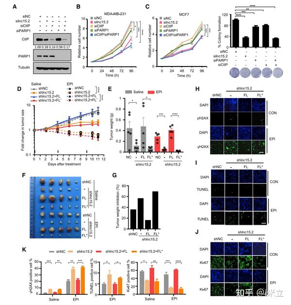 IF:19.328｜靶向lnc15.2/PACMP，改善癌症治疗临床效益的“新先锋” - 知乎