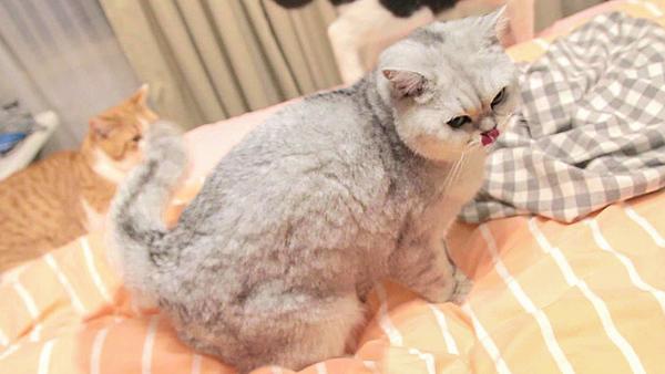 我的猫竟然当着我的面在床上尿了 知乎