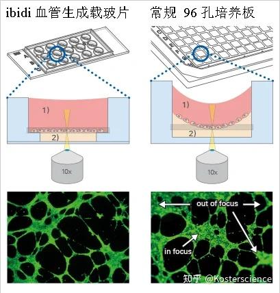 血管生成，势在必成 | ibidi 血管生成载玻片简介 - 知乎