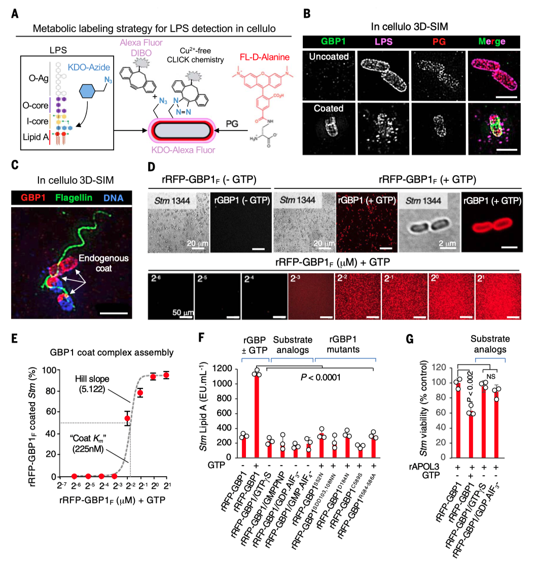 Science丨GBP1，人类细胞对于细菌的自主防御系统 - 知乎