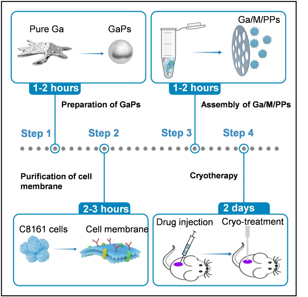 STAR Protocols︱王雪林/陈军歌/刘静课题组合作发表可变形液态金属微纳颗粒用于肿瘤冷冻治疗的新方法 - 知乎