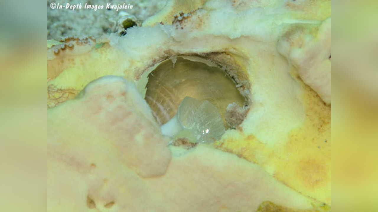 真的不是洋葱吗？名副其实的洋葱螺【睡前软体动物学214】 - 知乎