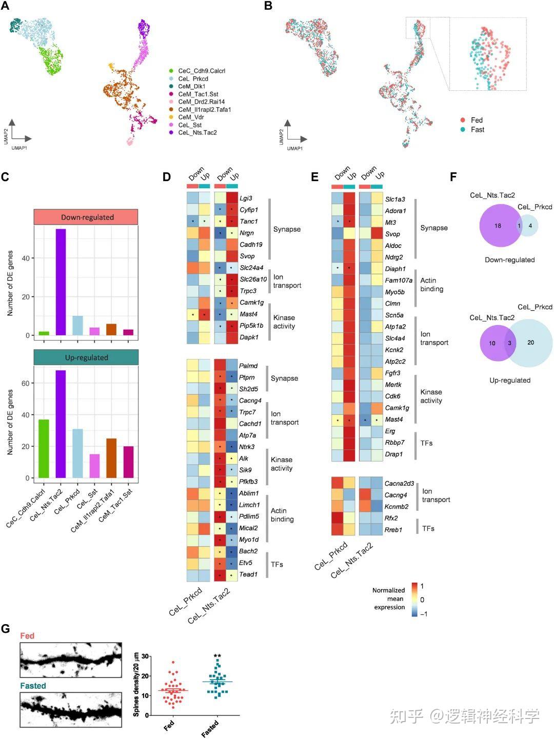 Sci Adv︱德国马克斯·普朗克生物智能研究所团队揭示杏仁核通过胃饥饿素调控进食的新机制 - 知乎