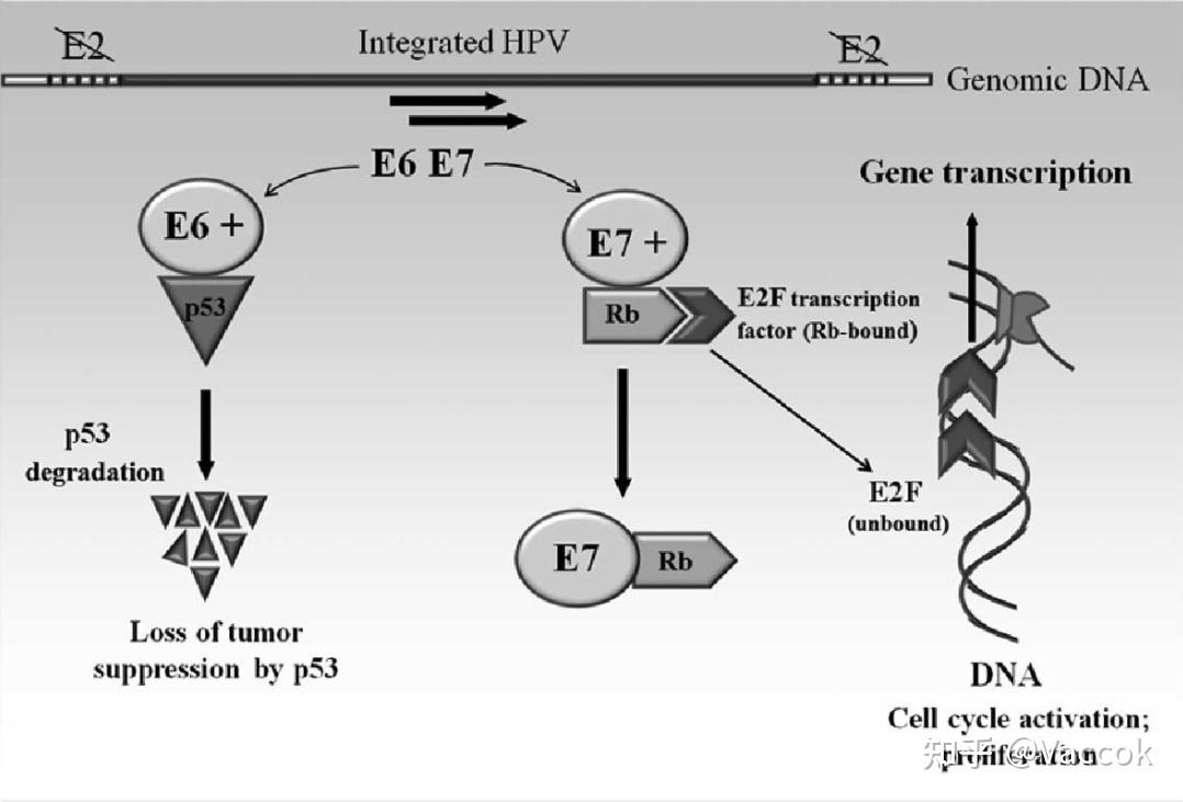 HPV E6 E7病毒基因在宫颈病变中的致癌机制 - 知乎