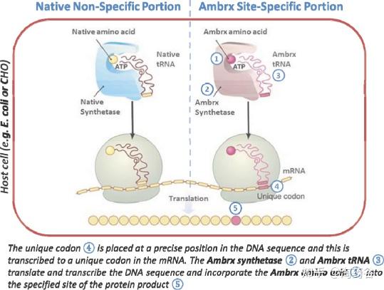 Ambrx 技术平台及ADC管线梳理 - 知乎