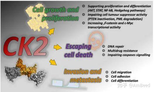 【AmBeed解读】CK2：细胞生物学中的关键调节因子 - 知乎