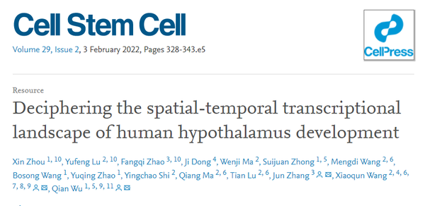 Cell Stem Cell | 人类下丘脑发育的时空转录组动态特征 - 知乎