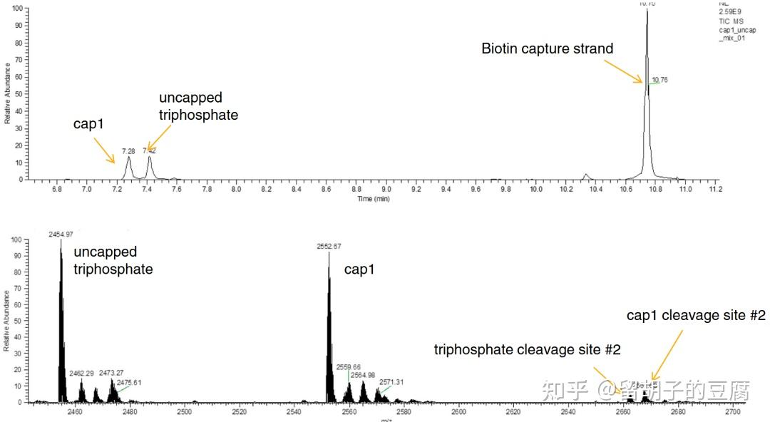 综述|mRNA加帽率测定方法研究进展 - 知乎