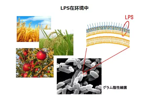 神奇的物质一LPS（LPS脂多糖被誉为21世纪医学奖最伟大的发现）三茘DrLPS - 知乎