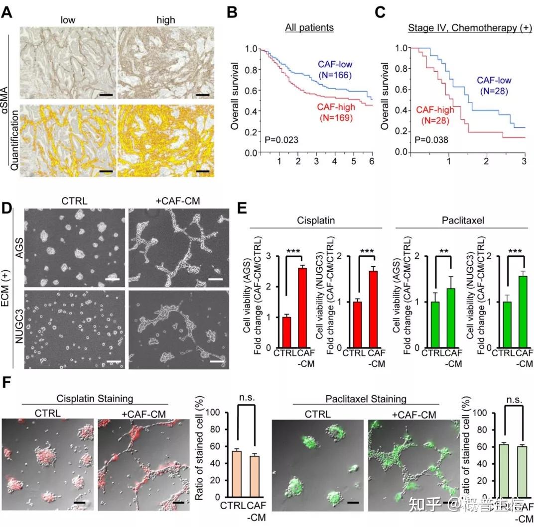 火爆全网的癌症相关成纤维细胞(CAF)最全面总结 - 知乎
